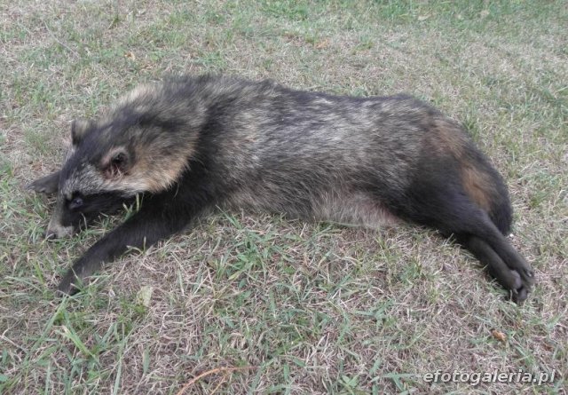 Jenot Fotogaleria, zdjęcia, wybierz kategorię: Insecta, Hymenoptera ...